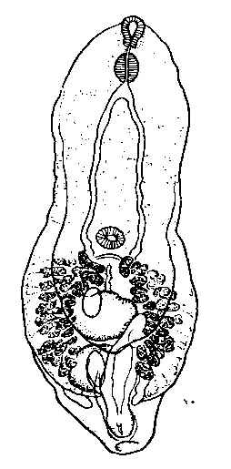 Mesostephanus appendiculalus (Ciurea, 1916) Lutz, 1935 20779_3