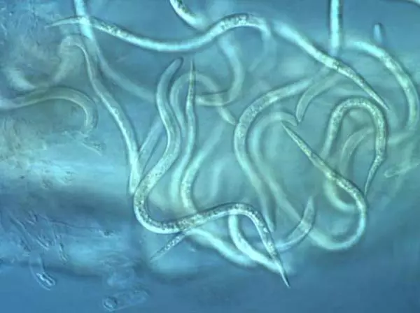 Biologie en ecologie van Eubothrium acipenserinum 20856_1