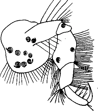 Manlig Cystoopsis acipenseris 20935_2