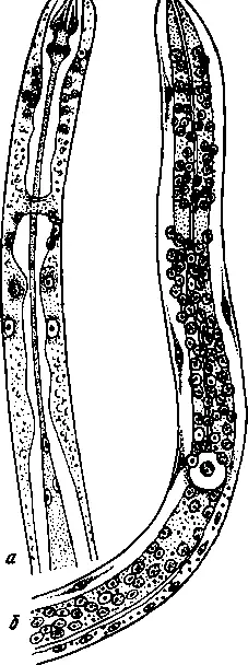 Hann Cystoopsis acipenseris 20935_3