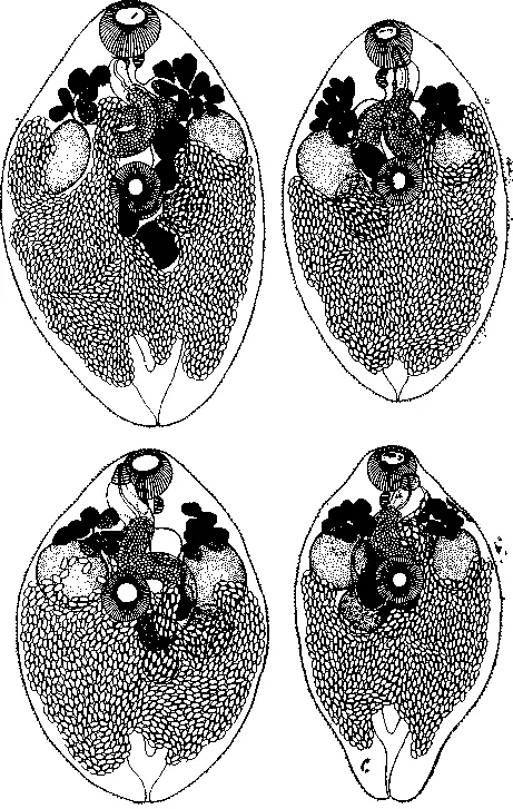 Phaneropsolus orbicularis (Iku, 1850) 21067_2