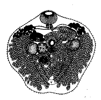 Phaneropsolus orbicularis (Diesing, 1850) 21067_3