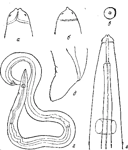Rusguniella (Rusgunioides) kofoidi Williams, 1937 21075_2