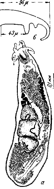 Bucephalus priacanthi Manter, 1940 21100_2