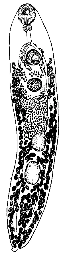 Beskrivelse Allocreadium kosia 21161_3