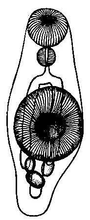 Allocreadium gobii Roytman၊ ၁၉၆၃ 21233_2