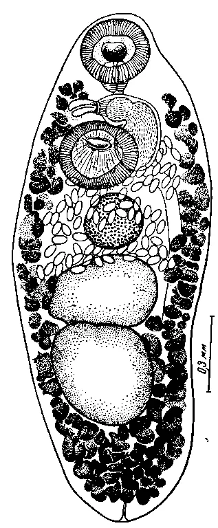 Allocreadium gobii Roytman, 1963 21233_3