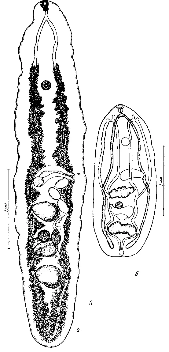 Especies del género Harmotrema 21420_2