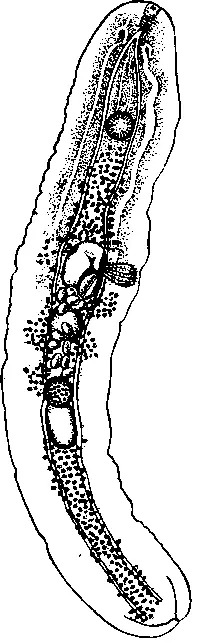 Hom ntawm genus Harmotrema 21420_3