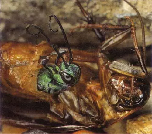 wasp-dolicurus