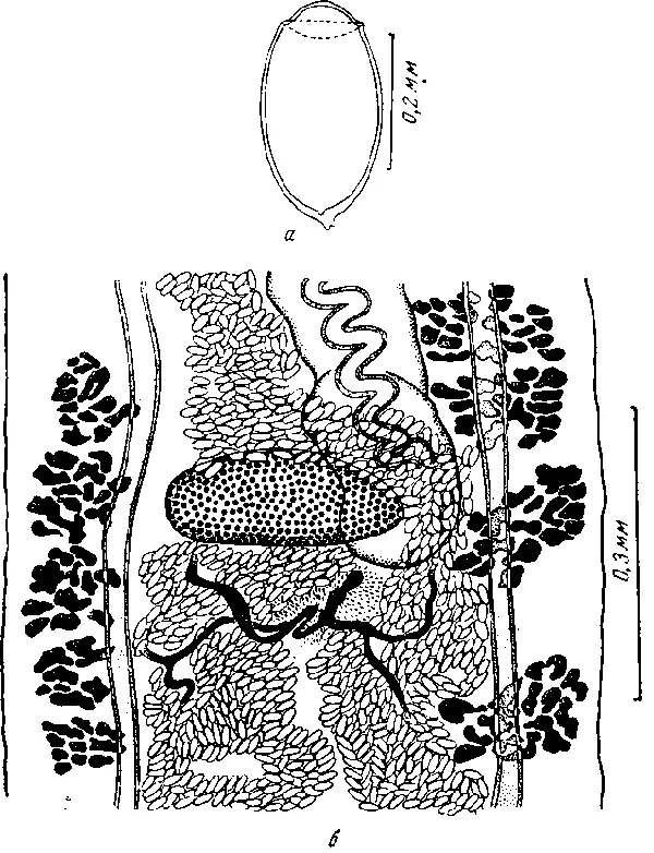 Історія вивчення Telorchis ercolanii 21717_2