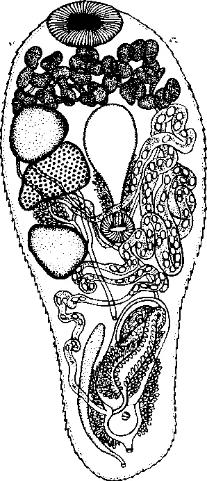 Pseudoprosorhynchus sinodi Yamaguti, 1938 yil 21740_2