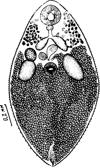 Brachycoelium georgianum Byrd ፣ 1937 21757_2