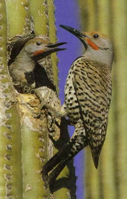 awl-billed woodpecker