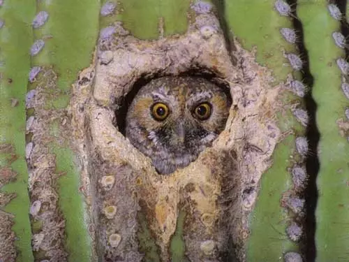 Elf owl