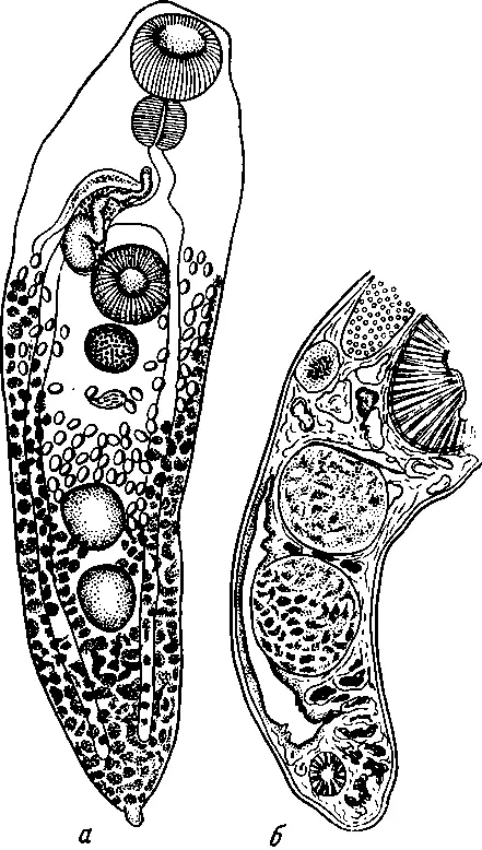 Anatomy of Allocreadium nicolli 21765_2