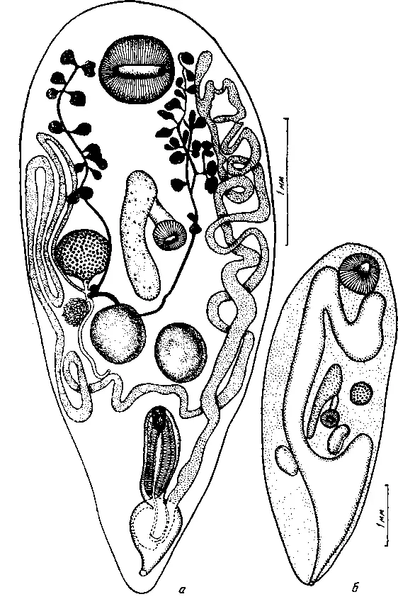Description Bucephalopsis garuai 21771_2
