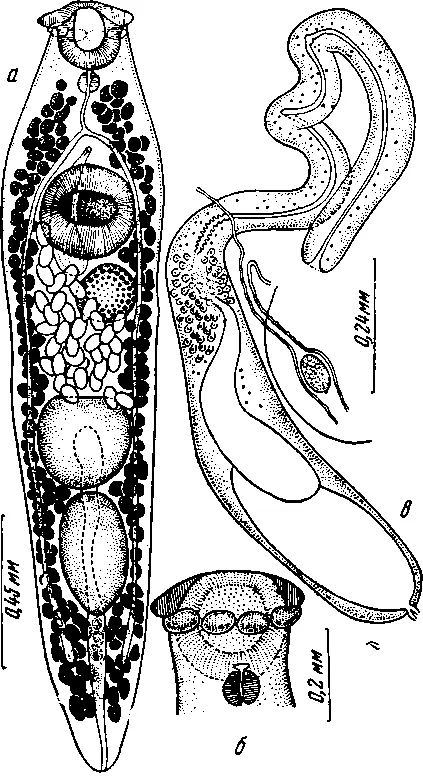 Foarbylden fan Crepidostomum metoecus 21829_2