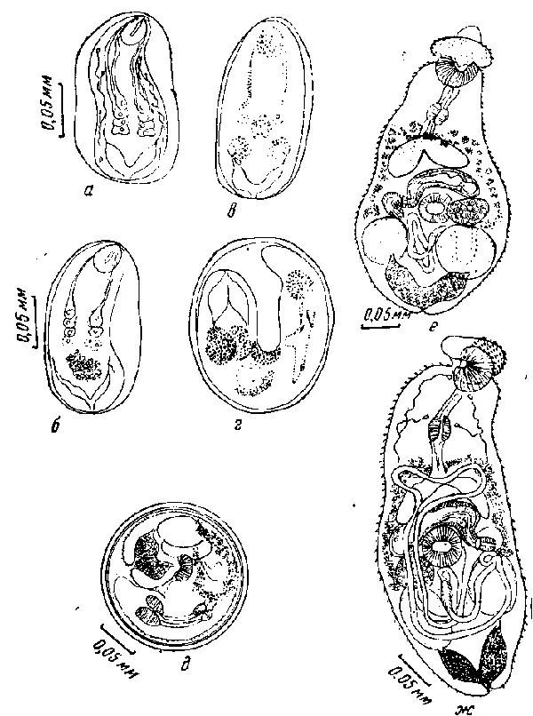 Φτιάξτε Maritrema uca 21852_2