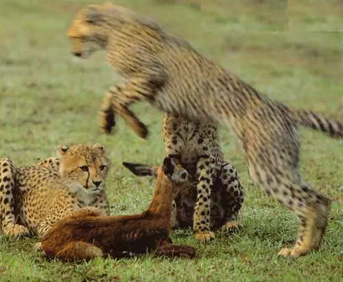 mga cheetah cubs