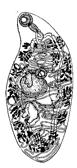 Anatomy an'ny Ostiolum medioplexum 21900_2