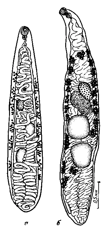 Anatomy an'ny Ostiolum medioplexum 21900_3