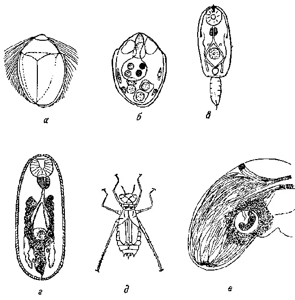 Anatomy an'ny Ostiolum medioplexum 21900_4