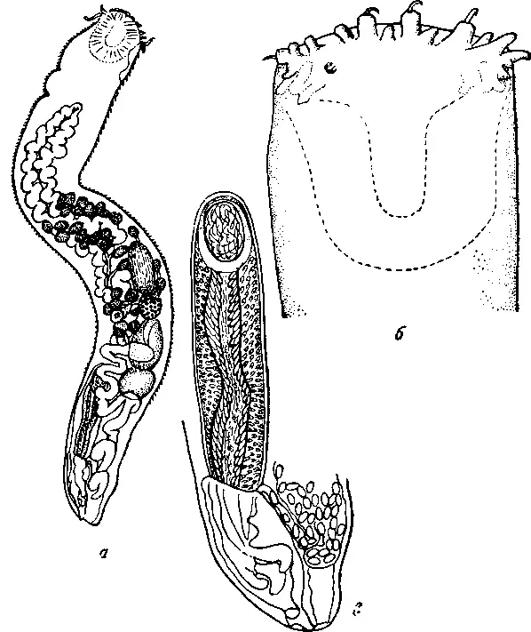 Bucephalus heterotentaculatus 21985_2