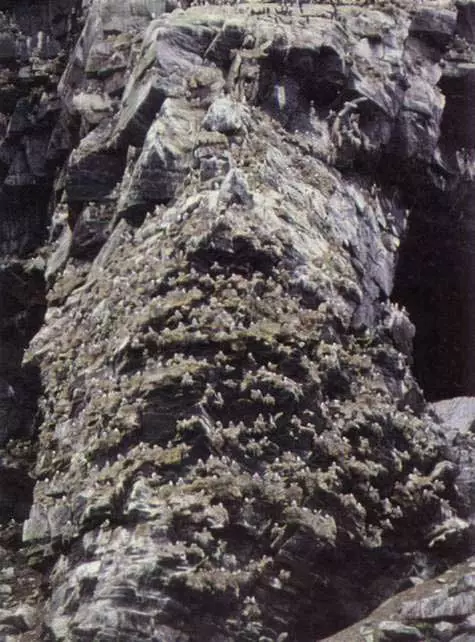 kolónia kittiwake