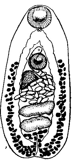 Neoglif lokalusining tavsifi 22231_2