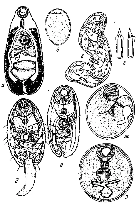 Popis Neoglyphe locellus 22231_3