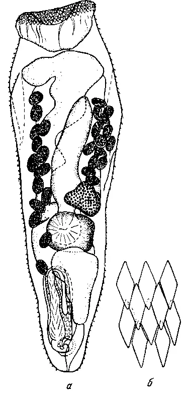 ડોલ્ફસ્ટ્રેમા મેક્રકાન્થમ હેન્સન, 1950 22232_2