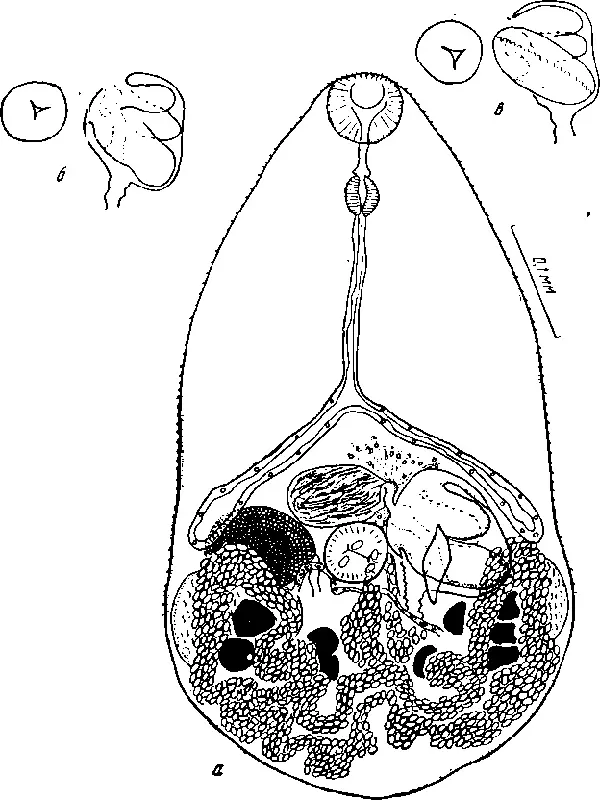 설명 Microphallus trilobatus 22238_2