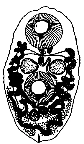 Anatomia del Posthovitellum delichoni 22379_2