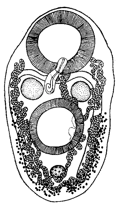 Posthovitellum delichoni анатомиясы 22379_3