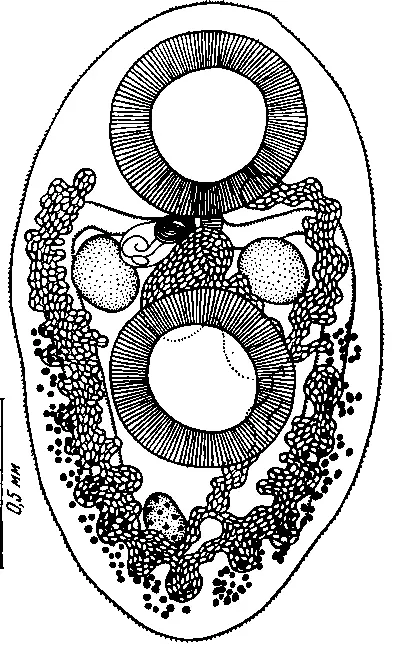 Posthovitellum delichoni анатомиясы 22379_4