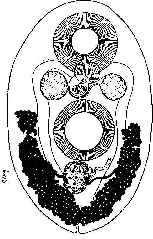 Posthovitellum delichoni анатомиясы 22379_5