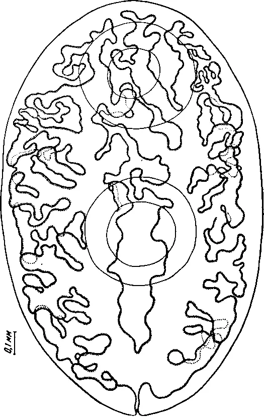 Posthovitellumdelichoniの解剖学 22379_6