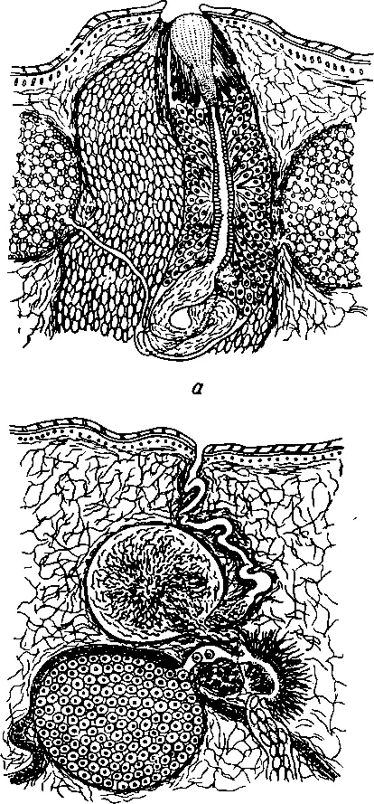 Anatomio de Posthovitellum delichoni 22379_7