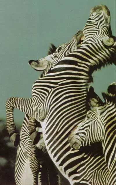 male mountain zebra