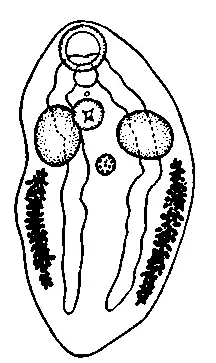 Anchitrema latum Gedoelst, 1919 22407_3