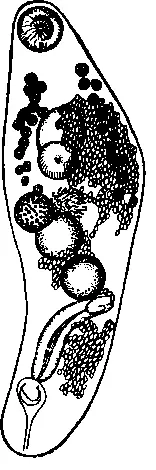 Studie fan Bucephalopsis gracilescens 22441_2