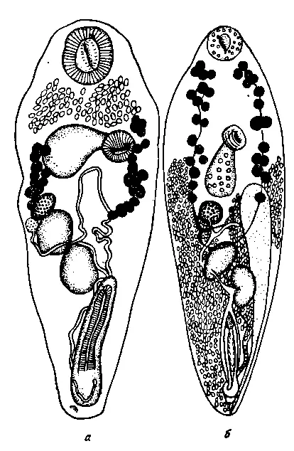 Studie fan Bucephalopsis gracilescens 22441_3