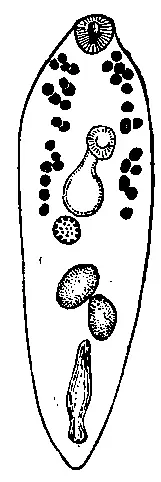 ការសិក្សាអំពី Bucephalopsis gracilescens 22441_4