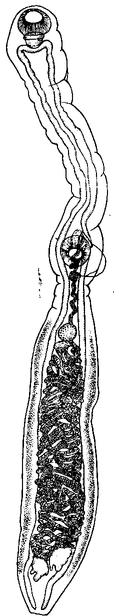 Orchidasma amphiorchis (Braun, 1899) Looss, 1900 22483_2