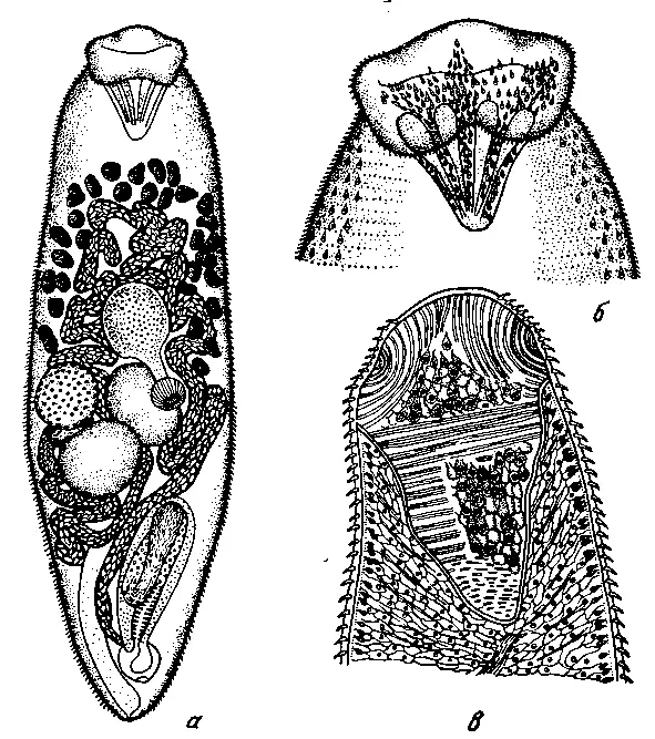 Prosorhynchus crucibulus (Rud।, 1819) Odhner, 1905 22514_3