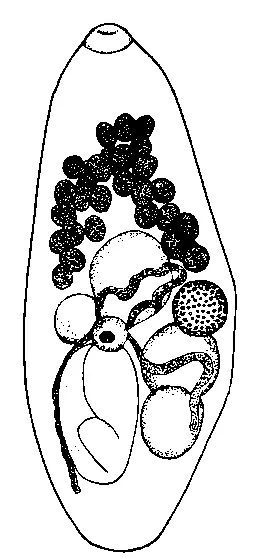 Prosorhynchus crucibulus (Rud।, 1819) Odhner, 1905 22514_4