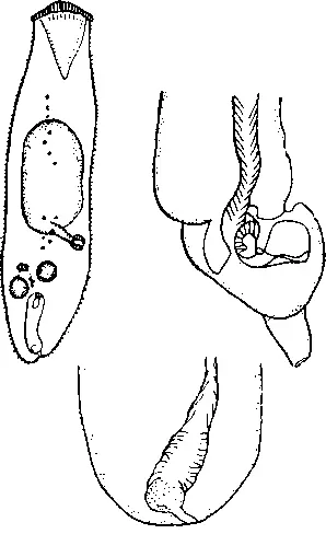 Anatomija Prosorhynchus aculeatus 22522_2