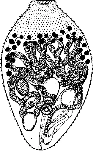 Anatomi Prosorhynchus aculeatus 22522_3