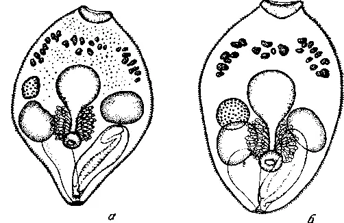 Anatomija Prosorhynchus aculeatus 22522_4